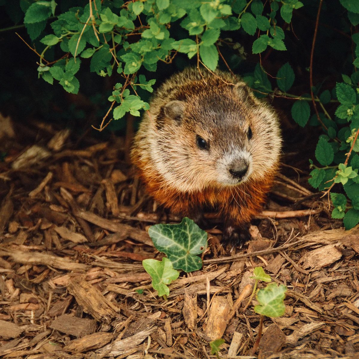 Meet Chuck the groundhog at Staten Island Zoo